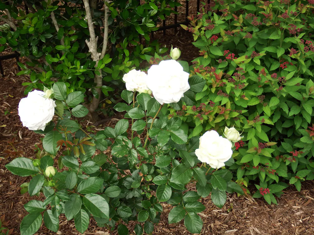 White Gold Shrub Rose | Fragrant Rose Bush – Heirloom