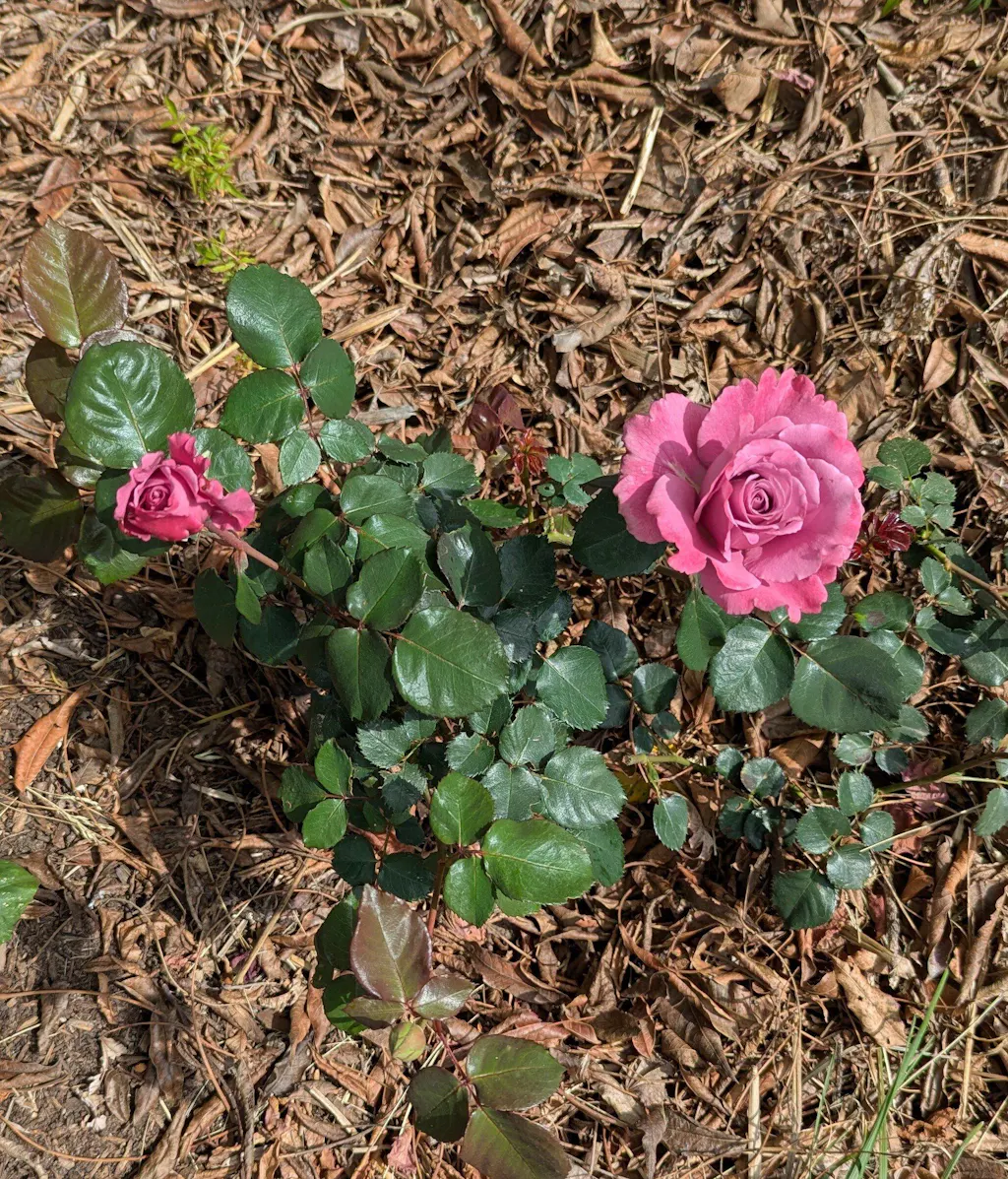 Angel Face Floribunda Rose | Fragrant Rose Plant – Heirloom