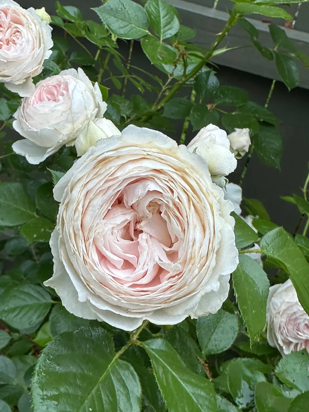 Earth Angel Rose - Floribunda - Exceptionally Fragrant – Heirloom Roses