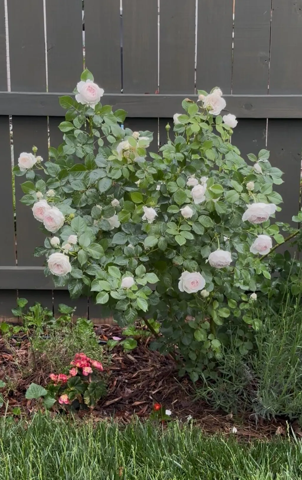 Earth Angel Rose - Floribunda - Exceptionally Fragrant – Heirloom Roses