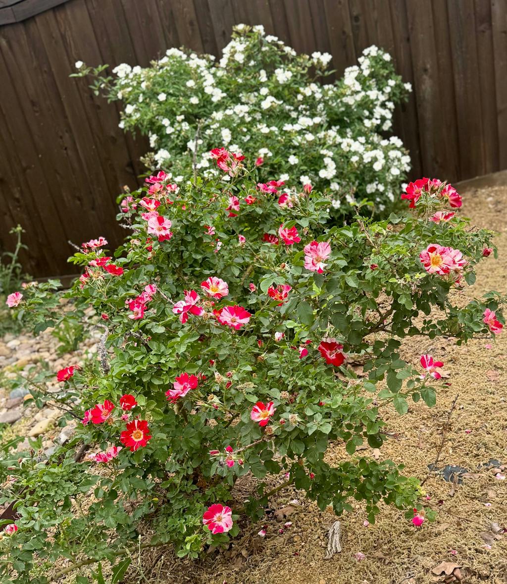 Darlow's Enigma Rambling Rose | Fragrant Rose Plant – Heirloom Roses