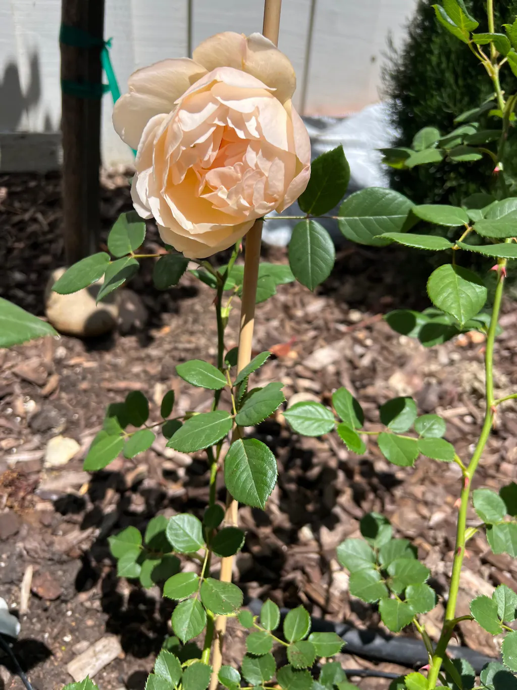 Lady Of Shalott – Heirloom Roses