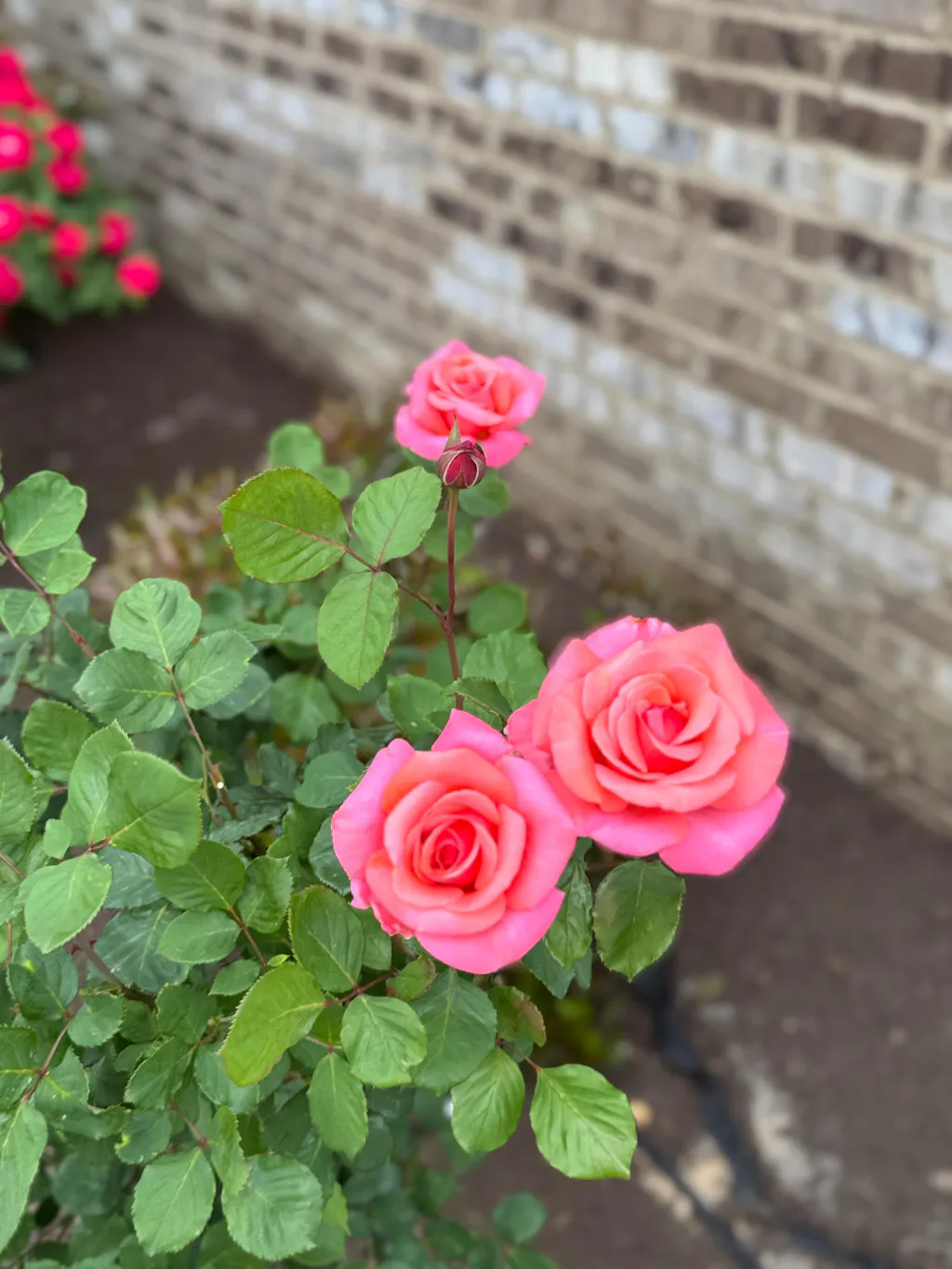 Fragrant Hour Hybrid Tea Rose | Fragrant Rose Plant – Heirloom