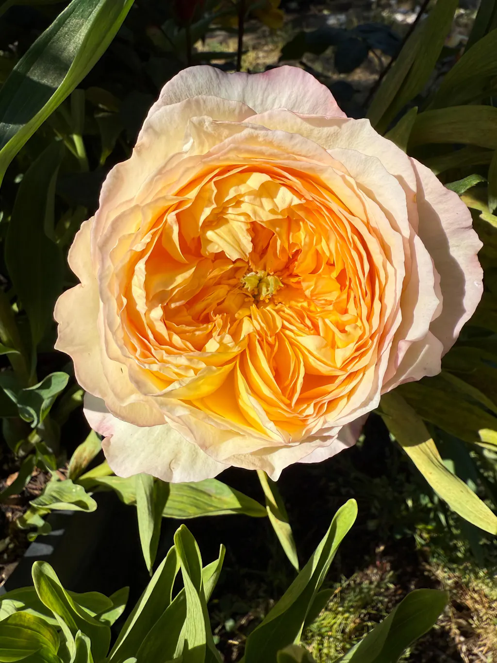 Well-Being Shrub Rose | Fragrant Rose Plant – Heirloom Roses