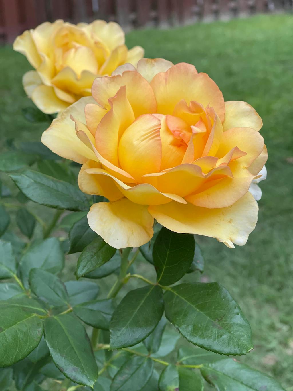 Gold Struck™ | Yellow Grandiflora Rose Bush – Heirloom Roses