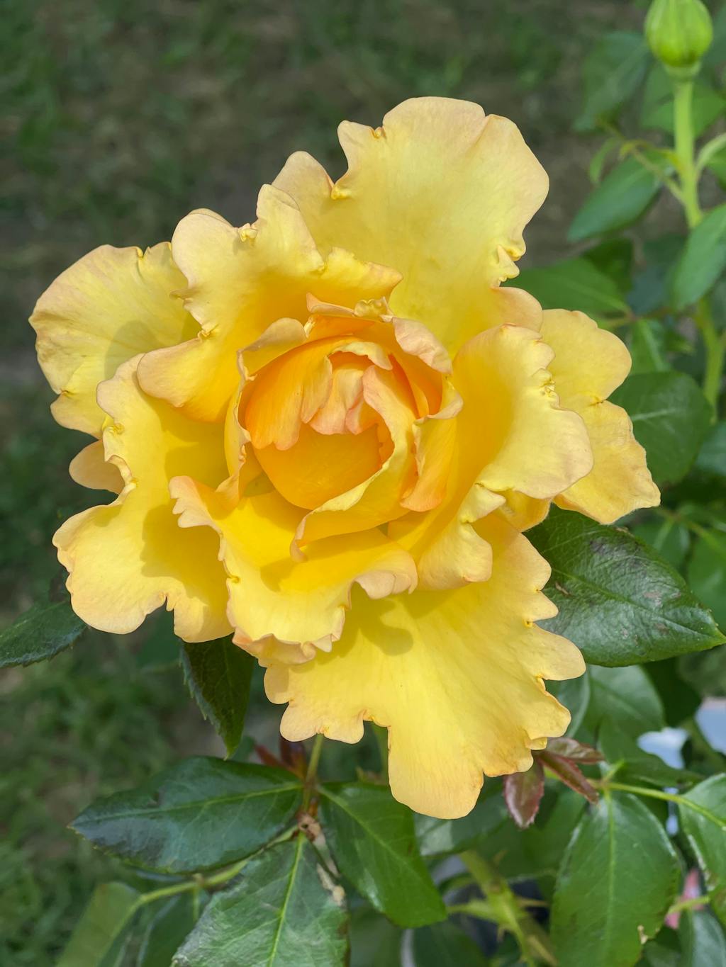 Gold Struck™ | Yellow Grandiflora Rose Bush – Heirloom Roses