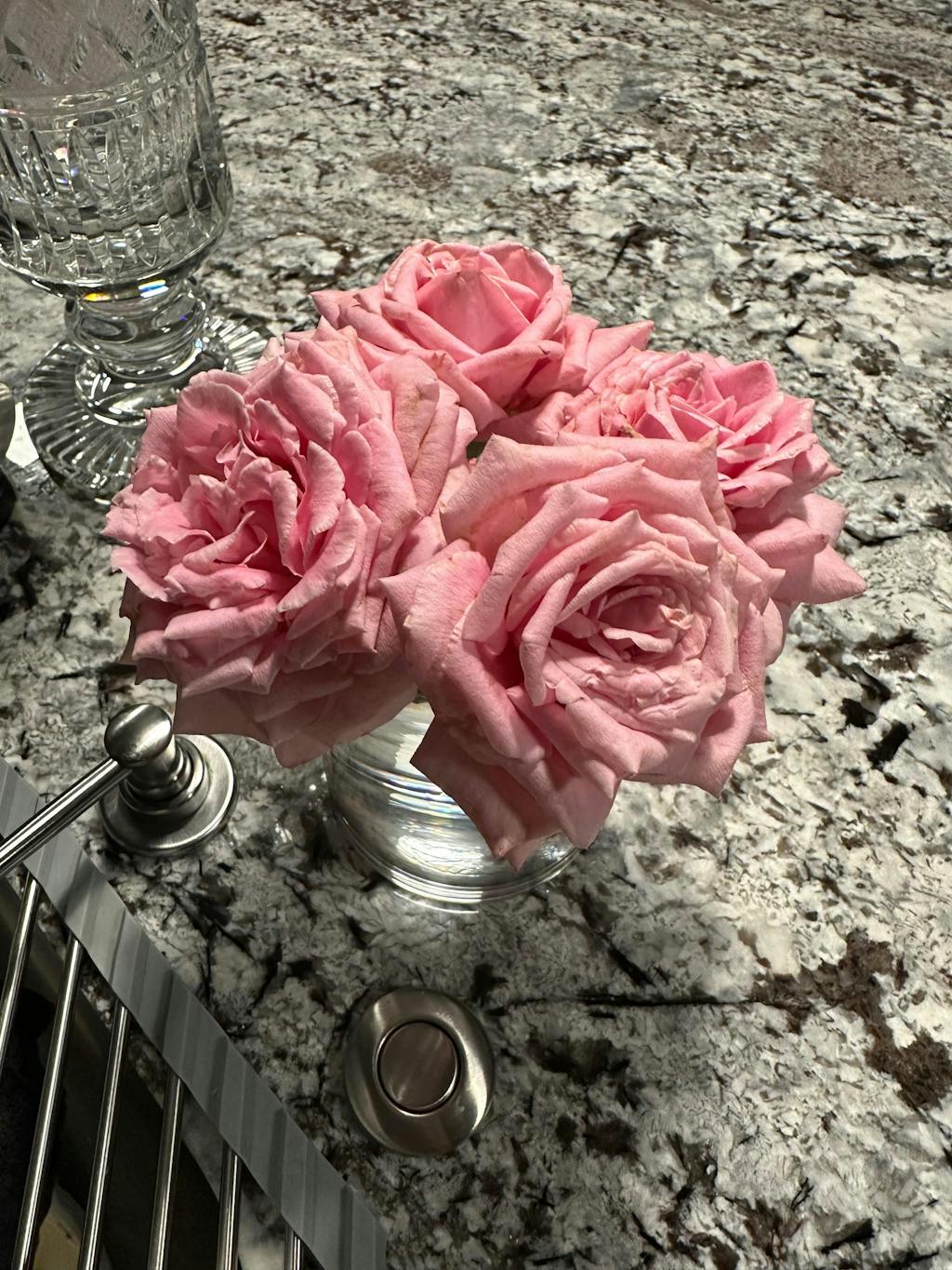 Belinda's Dream Shrub Rose | Pink Rose Plant – Heirloom Roses