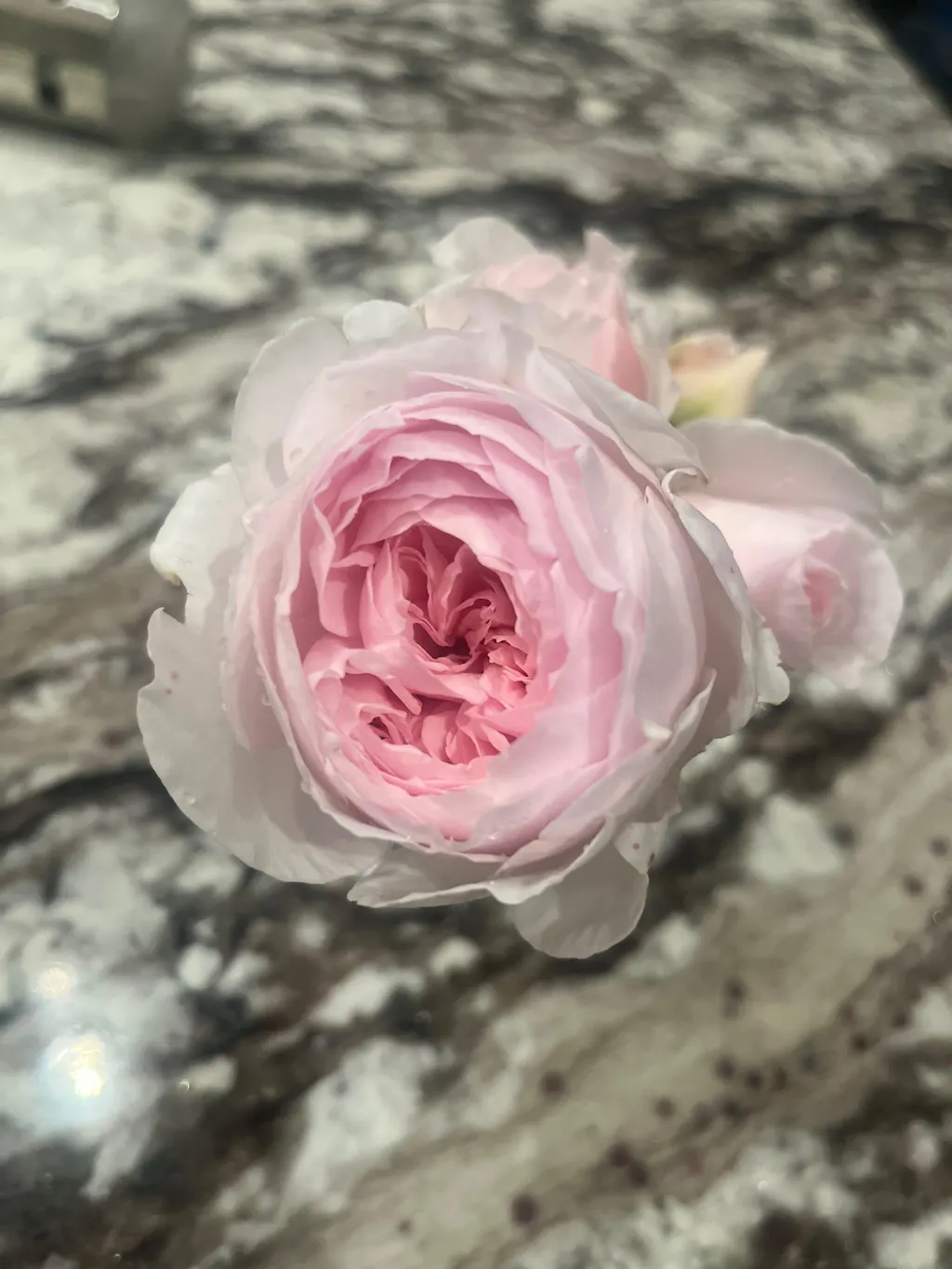 Earth Angel Rose - Floribunda - Exceptionally Fragrant – Heirloom Roses