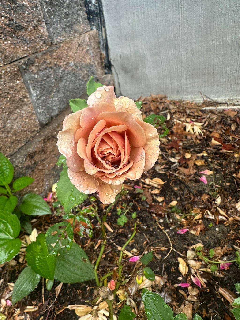 Koko Loko Rose - Floribunda - Moderately Fragrant – Heirloom Roses