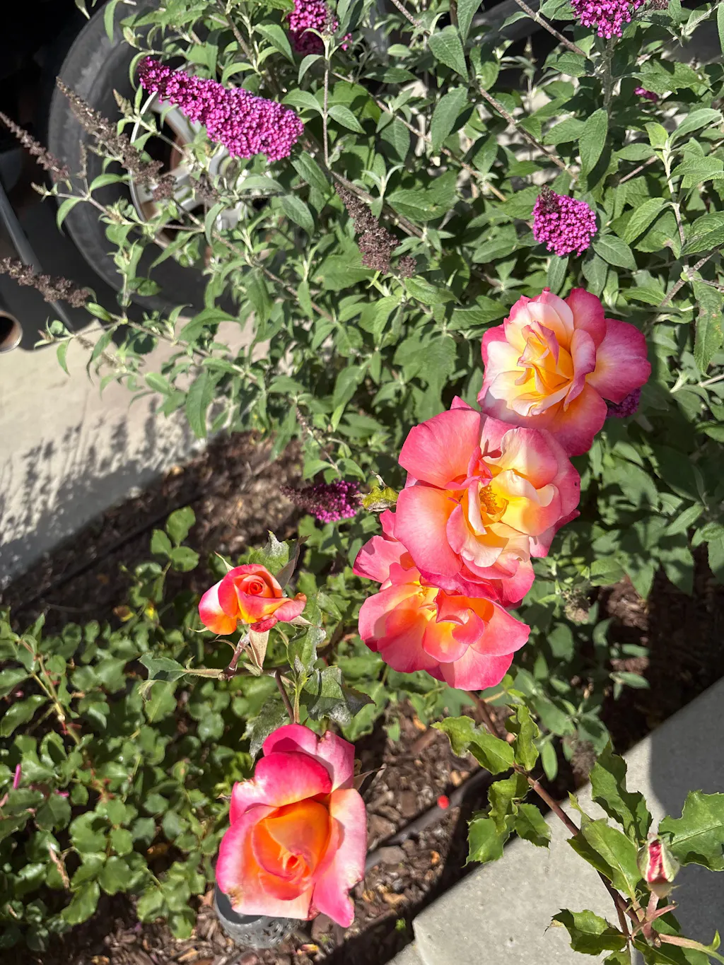 Granada Hybrid Tea Rose | Fragrant Rose Plant – Heirloom