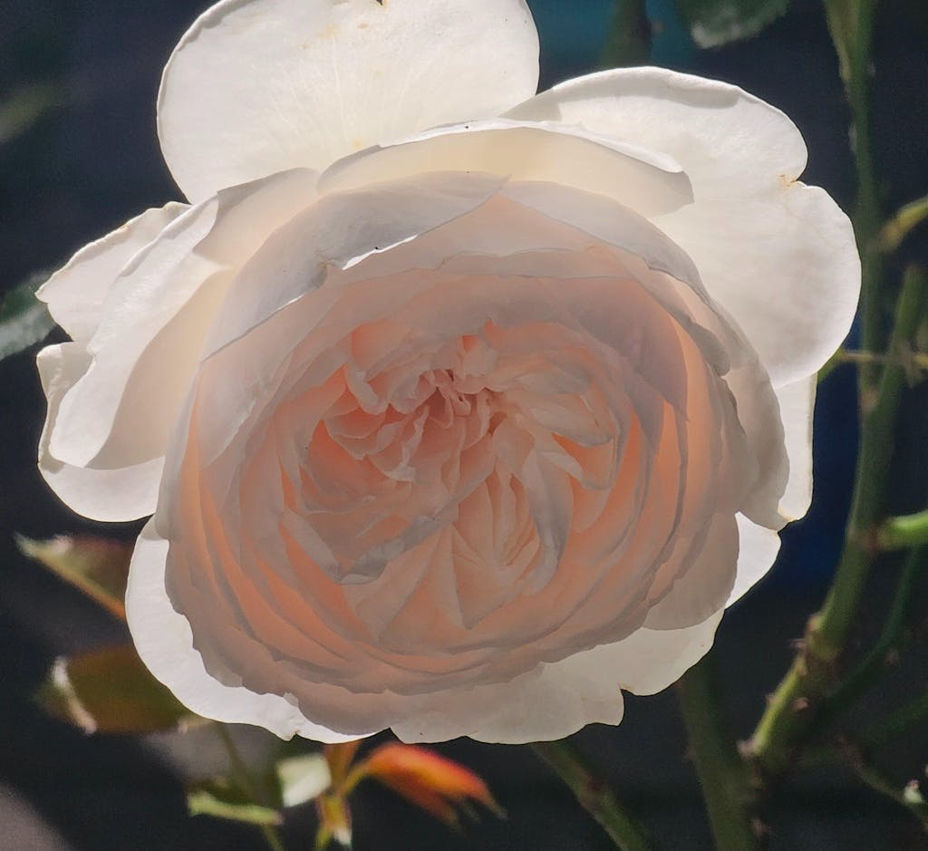 Earth Angel Rose - Floribunda - Exceptionally Fragrant – Heirloom Roses