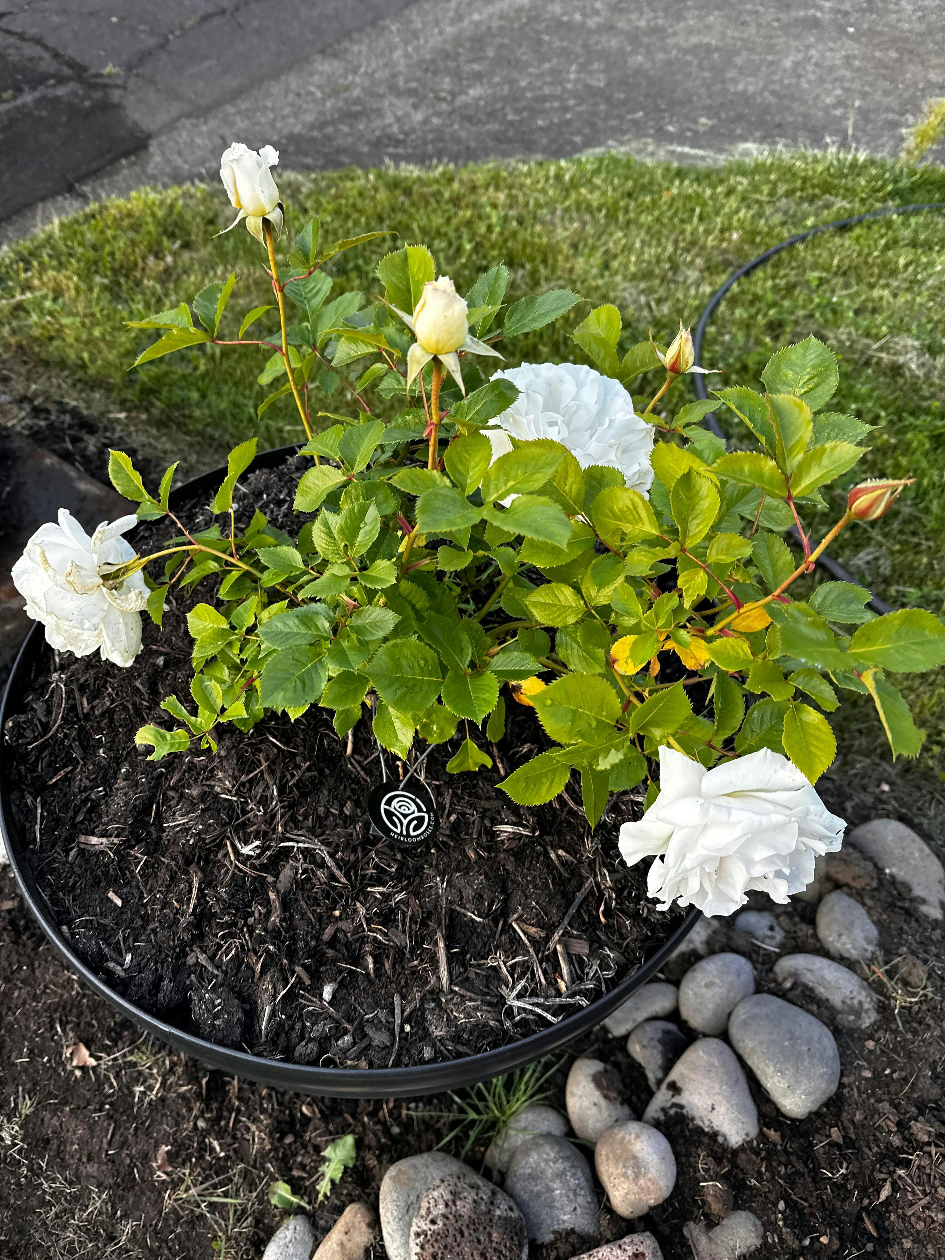 Margaret Merril Rose - English Legend - Exceptionally Fragrant ...