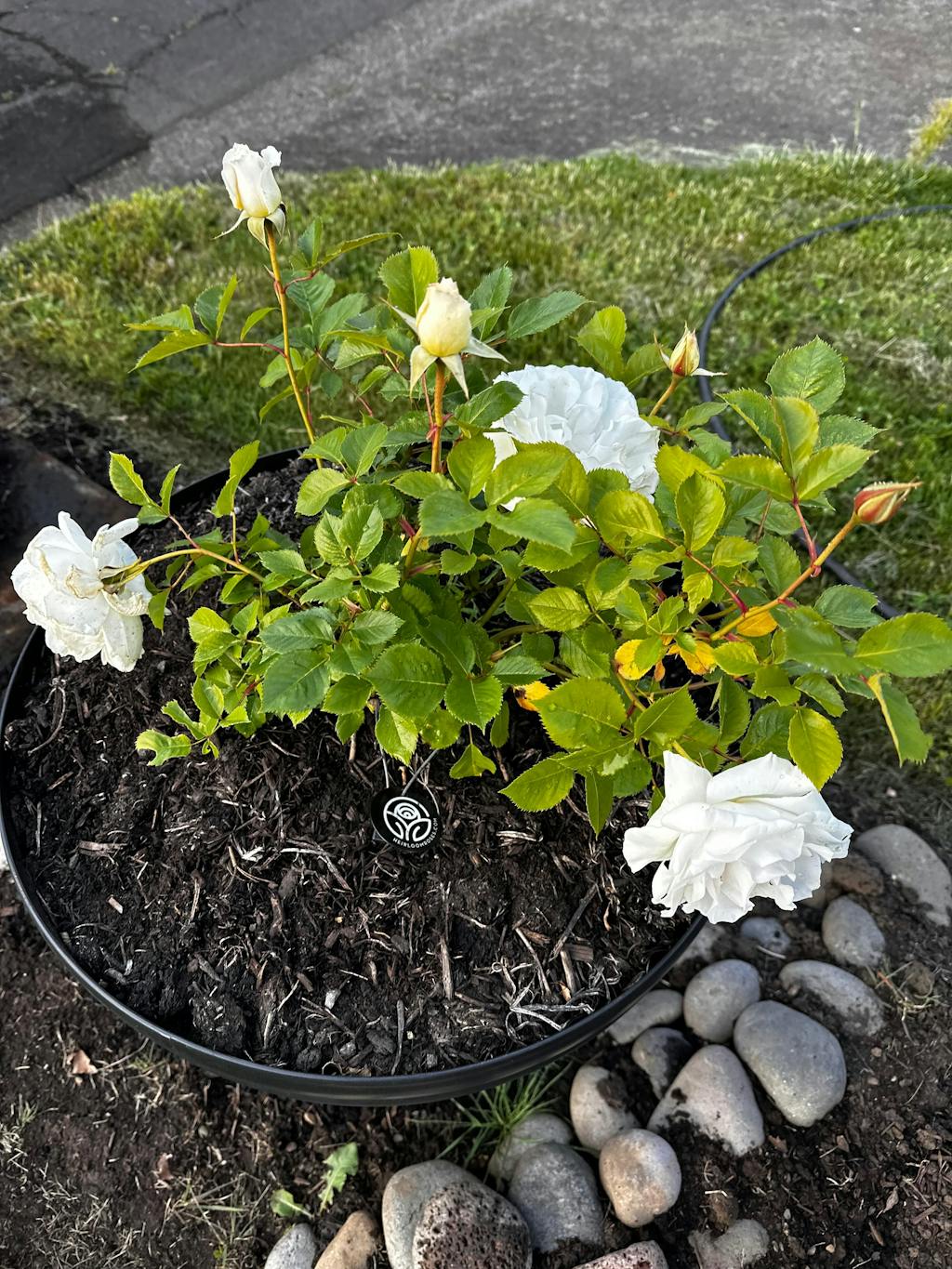 Margaret Merril Rose - English Legend - Exceptionally Fragrant ...