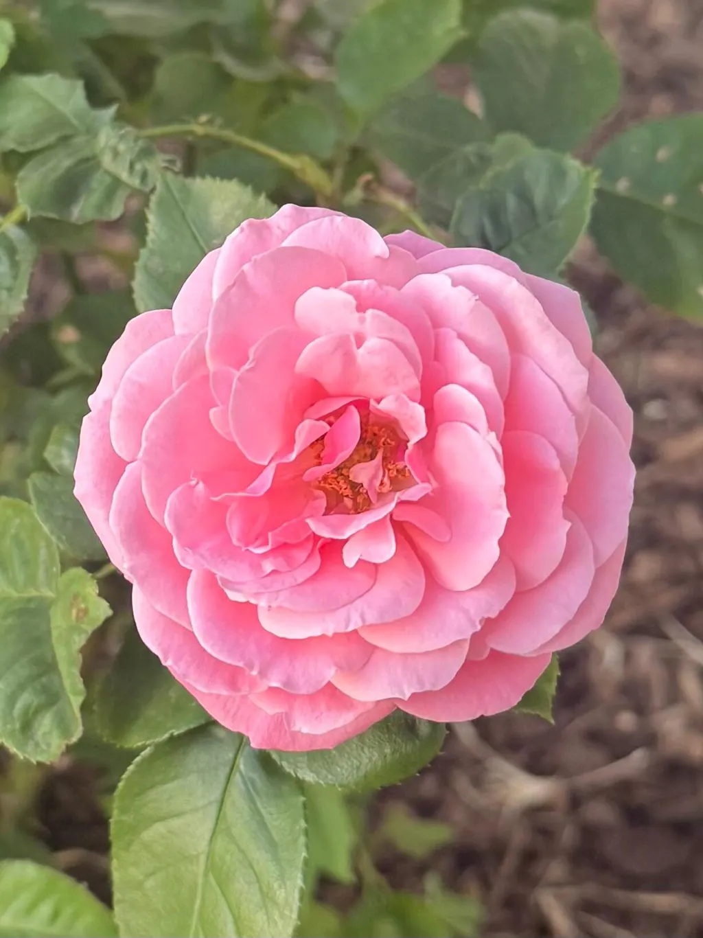 Sexy Rexy Floribunda Rose | Pink Rose Plant – Heirloom