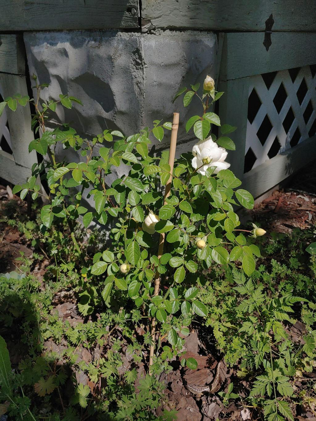 Perpetually Yours Rose - English Legend - Moderately Fragrant ...