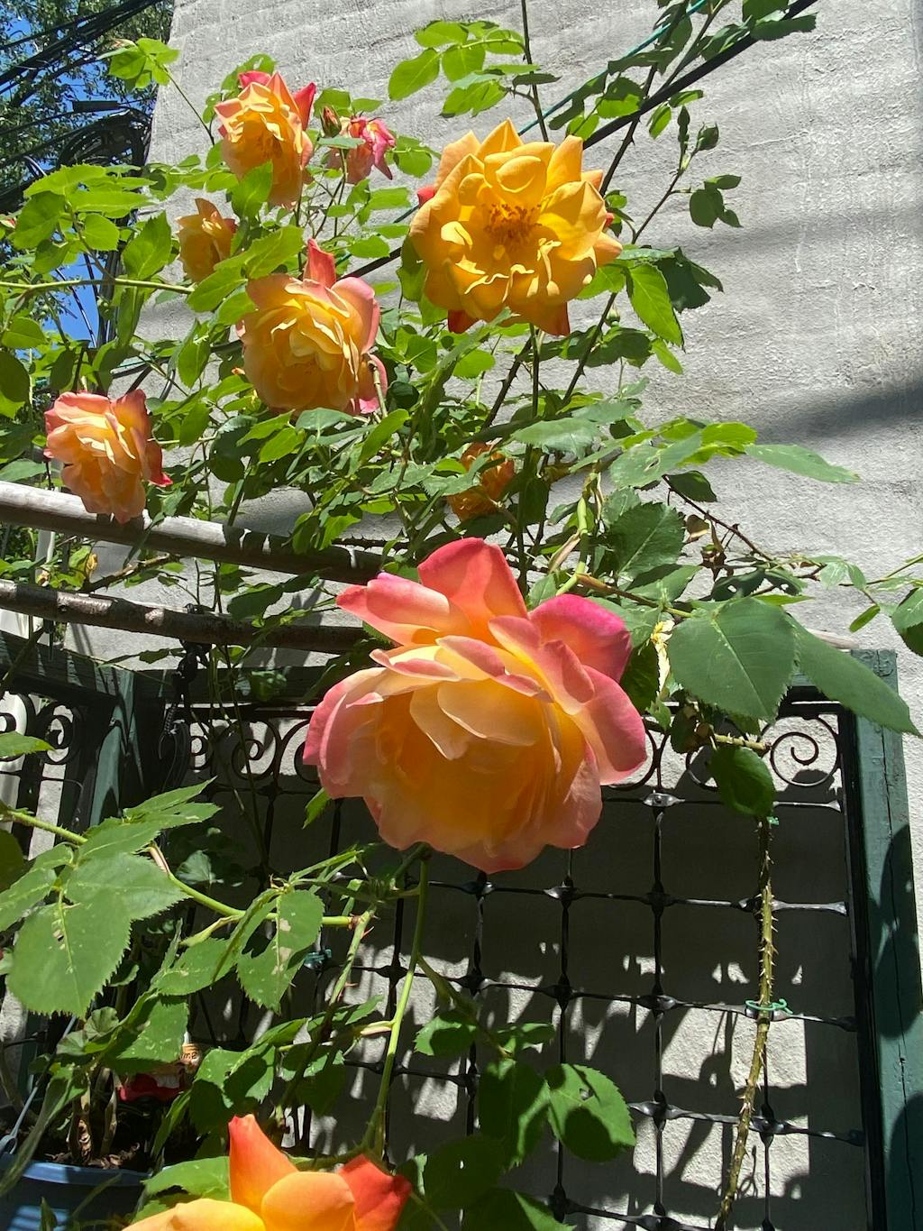 Joseph's Coat Climbing Rose | Colorful Rose Plant – Heirloom Roses