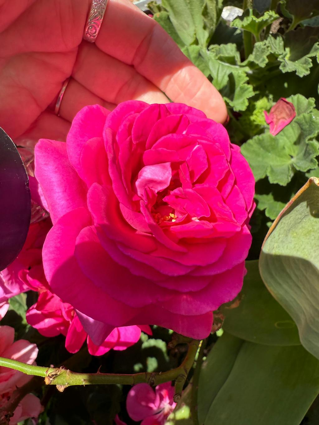 Princess Elise Shrub Rose |Fragrant Rose Bush – Heirloom Roses