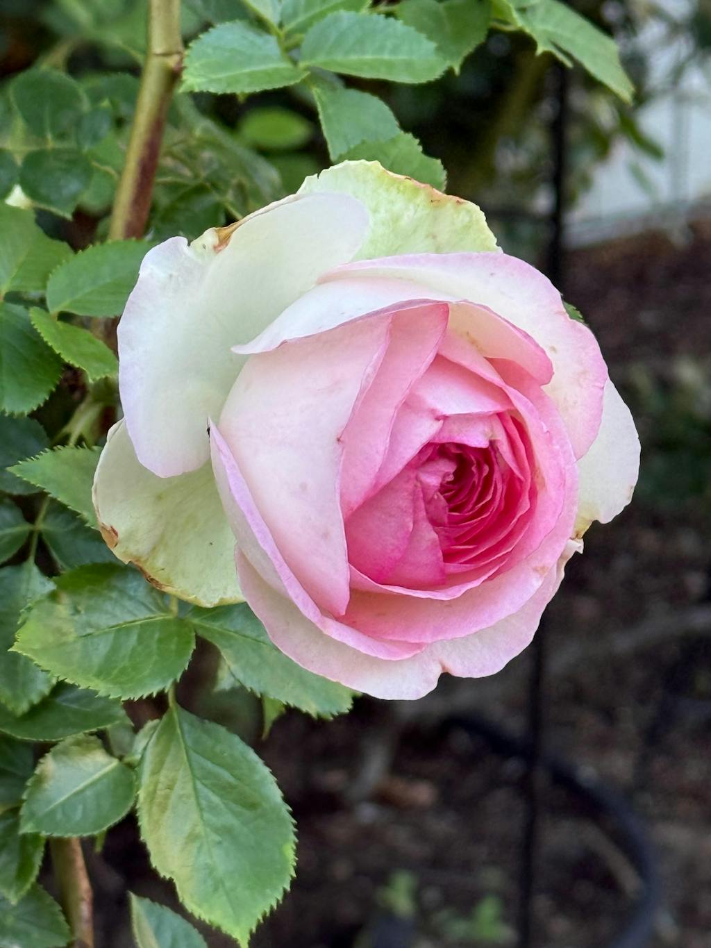 Eden Rose - Climbing Roses - Lightly Fragrant – Heirloom Roses