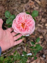 April Love Rose - Shrub - Exceptionally Fragrant – Heirloom Roses