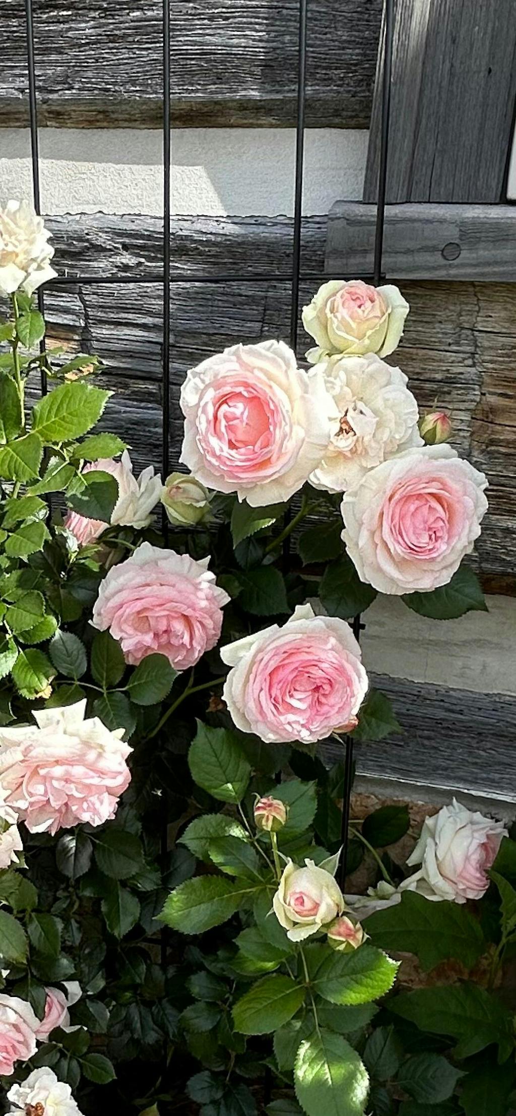 Eden Rose - Climbing Roses - Lightly Fragrant – Heirloom Roses
