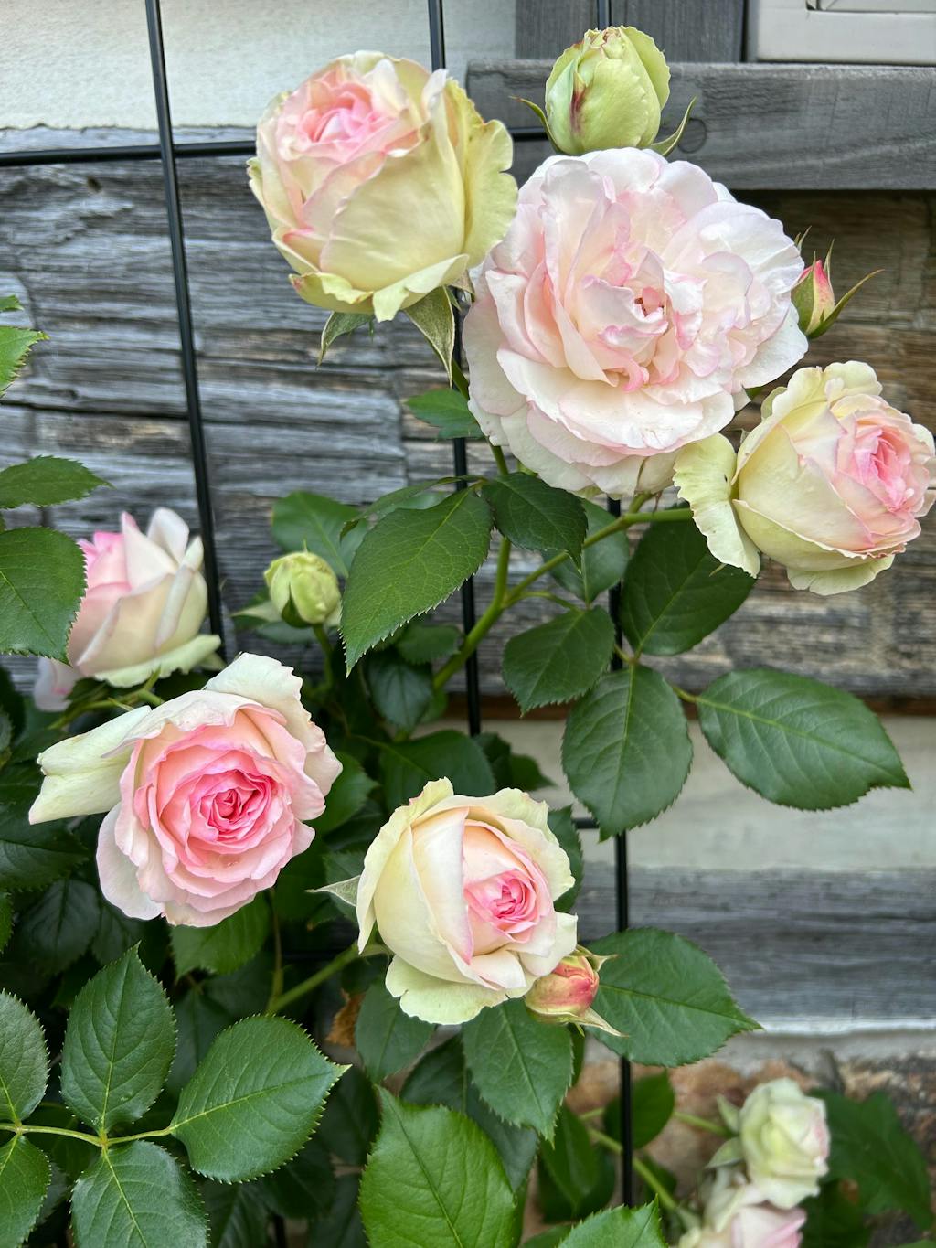 Eden Rose - Climbing Roses - Lightly Fragrant – Heirloom Roses