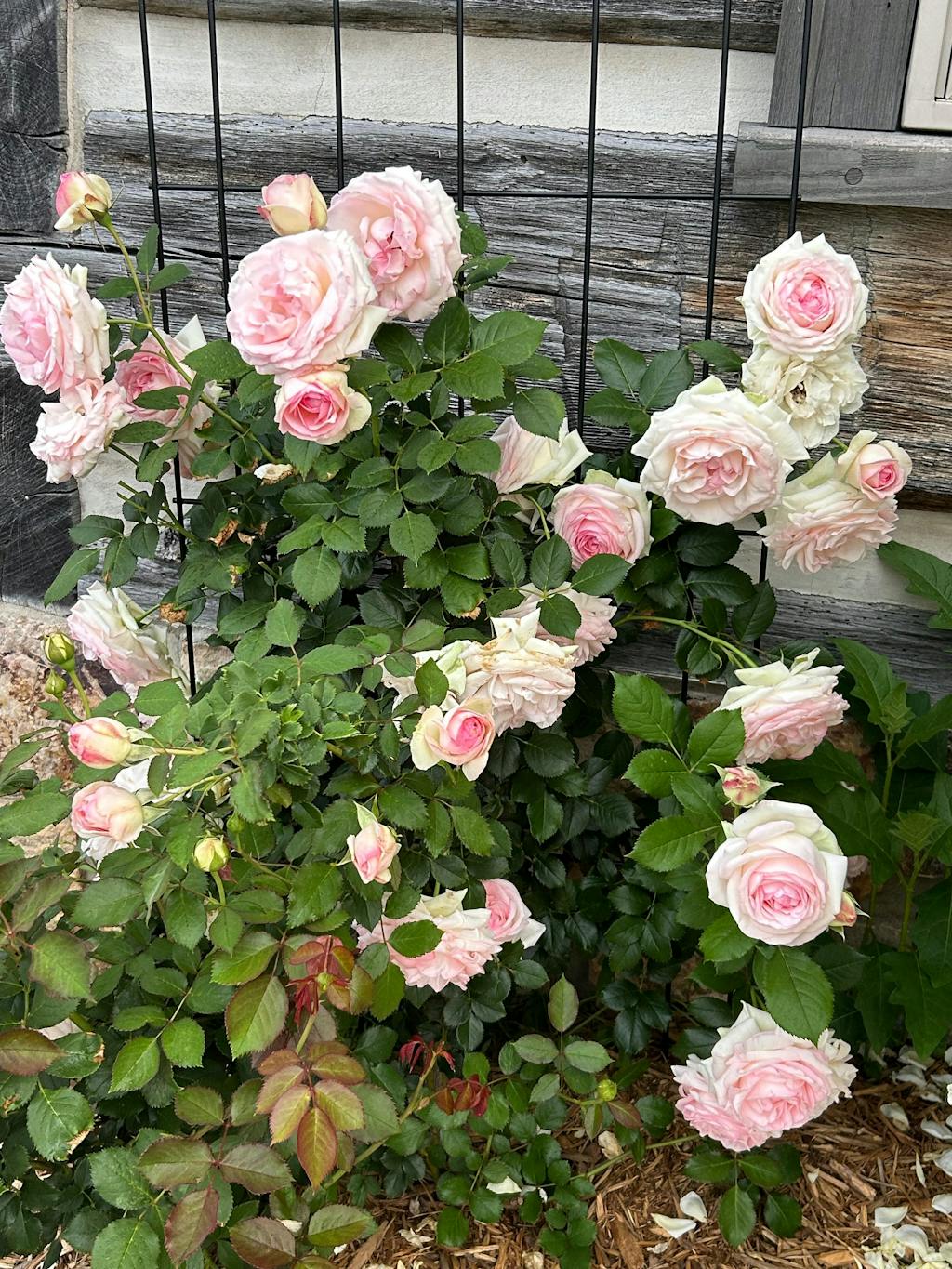Eden Rose - Climbing Roses - Lightly Fragrant – Heirloom Roses