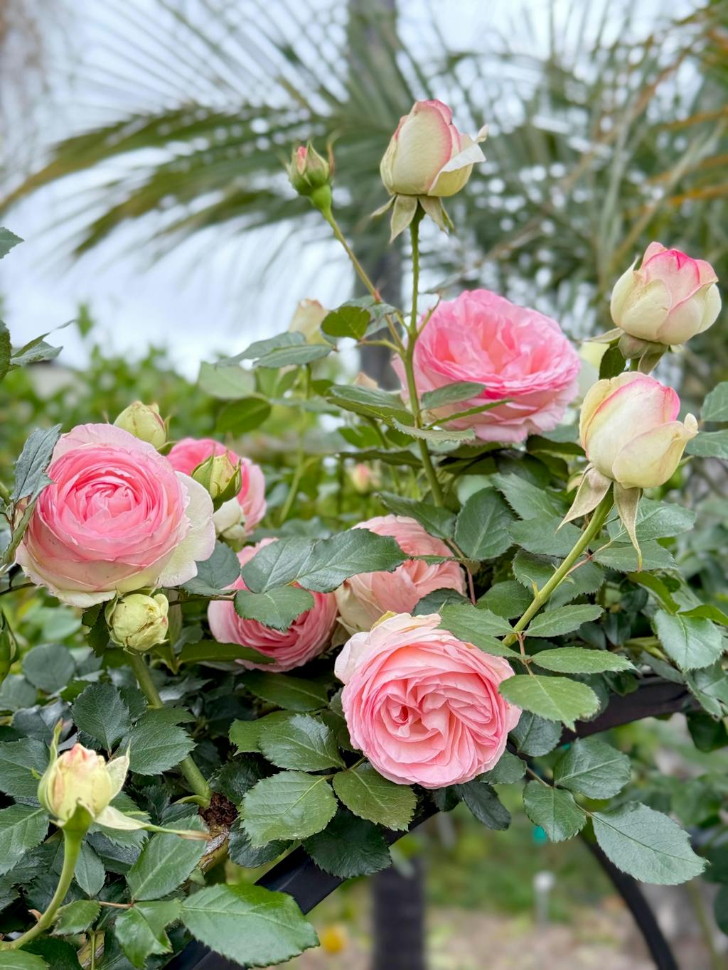 Eden Rose - Climbing Roses - Lightly Fragrant – Heirloom Roses