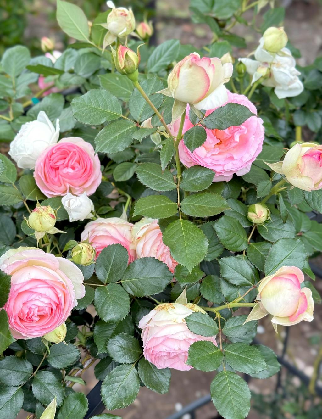 Eden Rose - Climbing Roses - Lightly Fragrant – Heirloom Roses