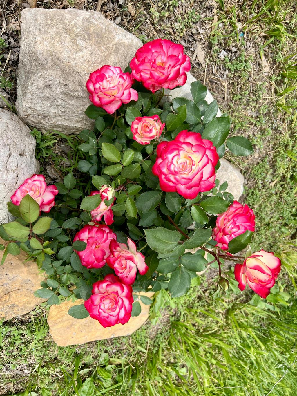 Cherry Parfait Grandiflora Rose |Colorful Rose Bush – Heirloom Roses