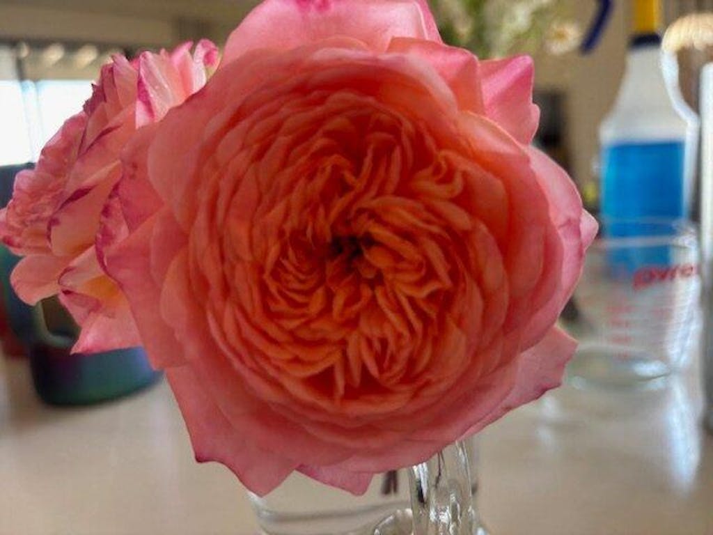 Portlandia Shrub Rose | Colorful Rose Bush – Heirloom Roses