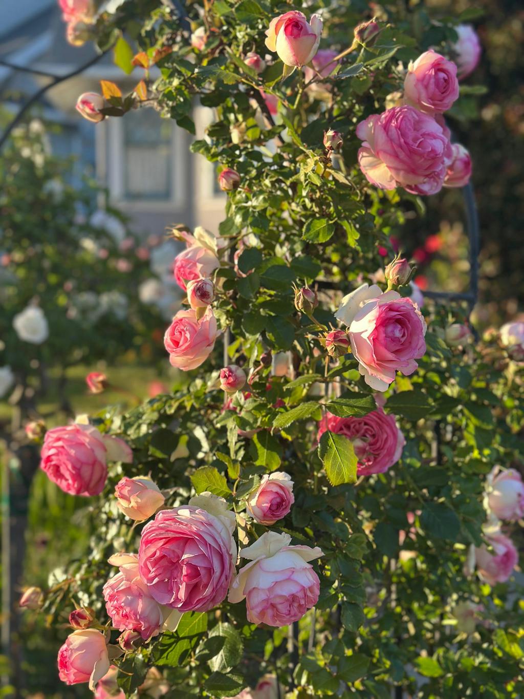 Eden Rose - Climbing Roses - Lightly Fragrant – Heirloom Roses