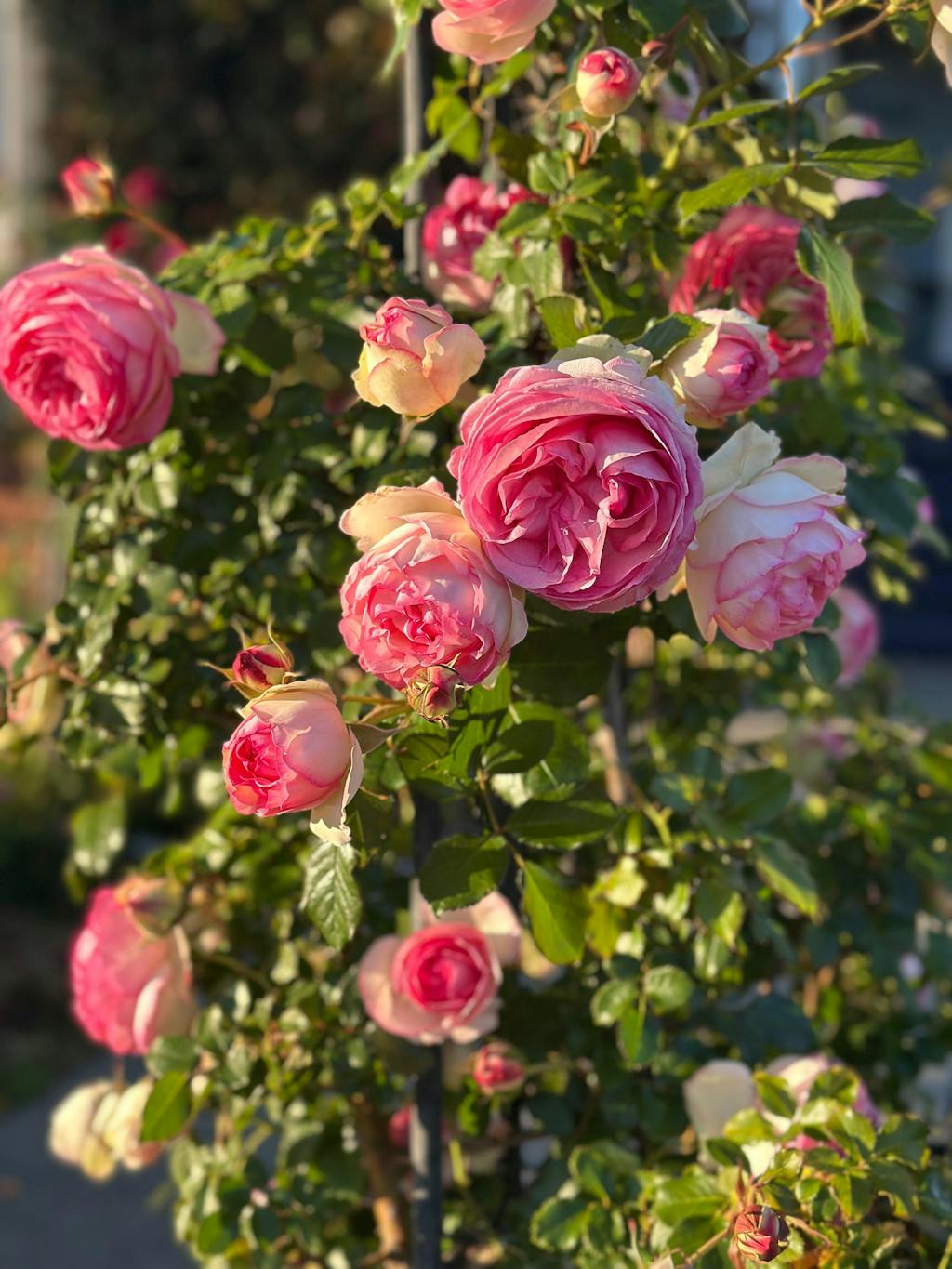 Eden Rose - Climbing Roses - Lightly Fragrant – Heirloom Roses