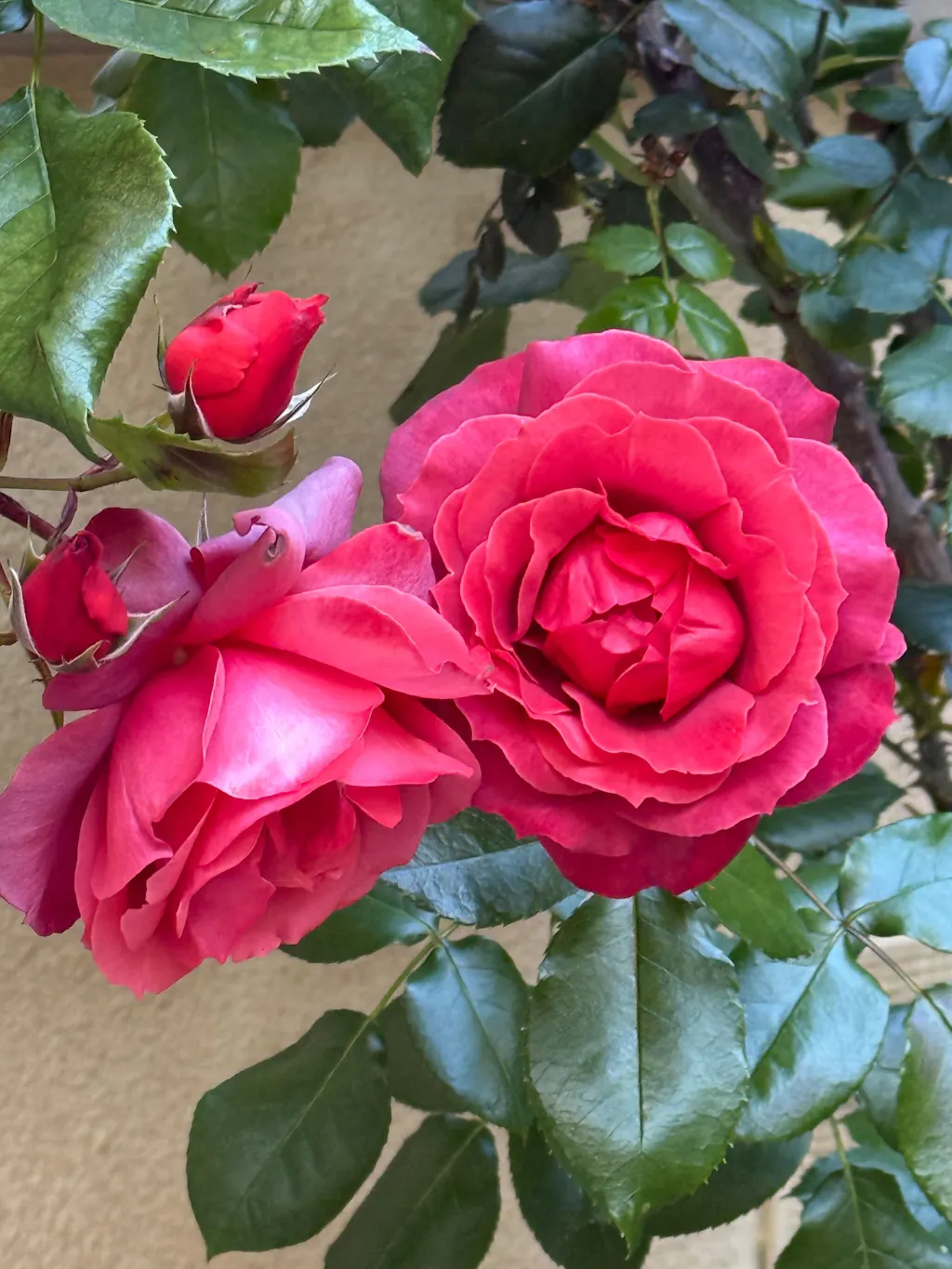 Hot Cocoa Rose - Shrub - Moderately Fragrant – Heirloom Roses
