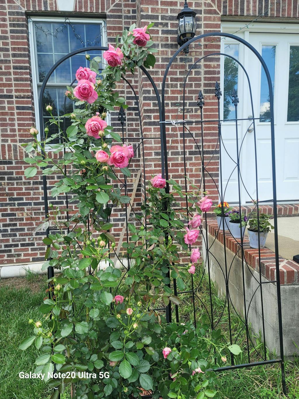 Pretty in Pink Eden Climber Climbing Rose |Pink Rose Bush – Heirloom Roses