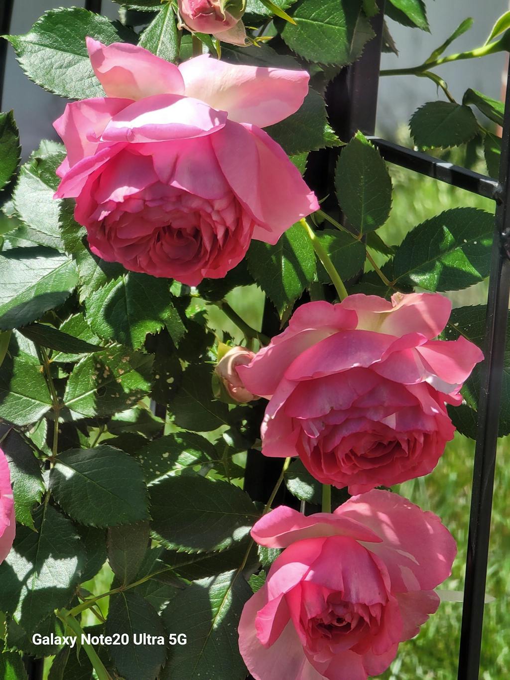 Pretty in Pink Eden Climber Climbing Rose |Pink Rose Bush – Heirloom Roses