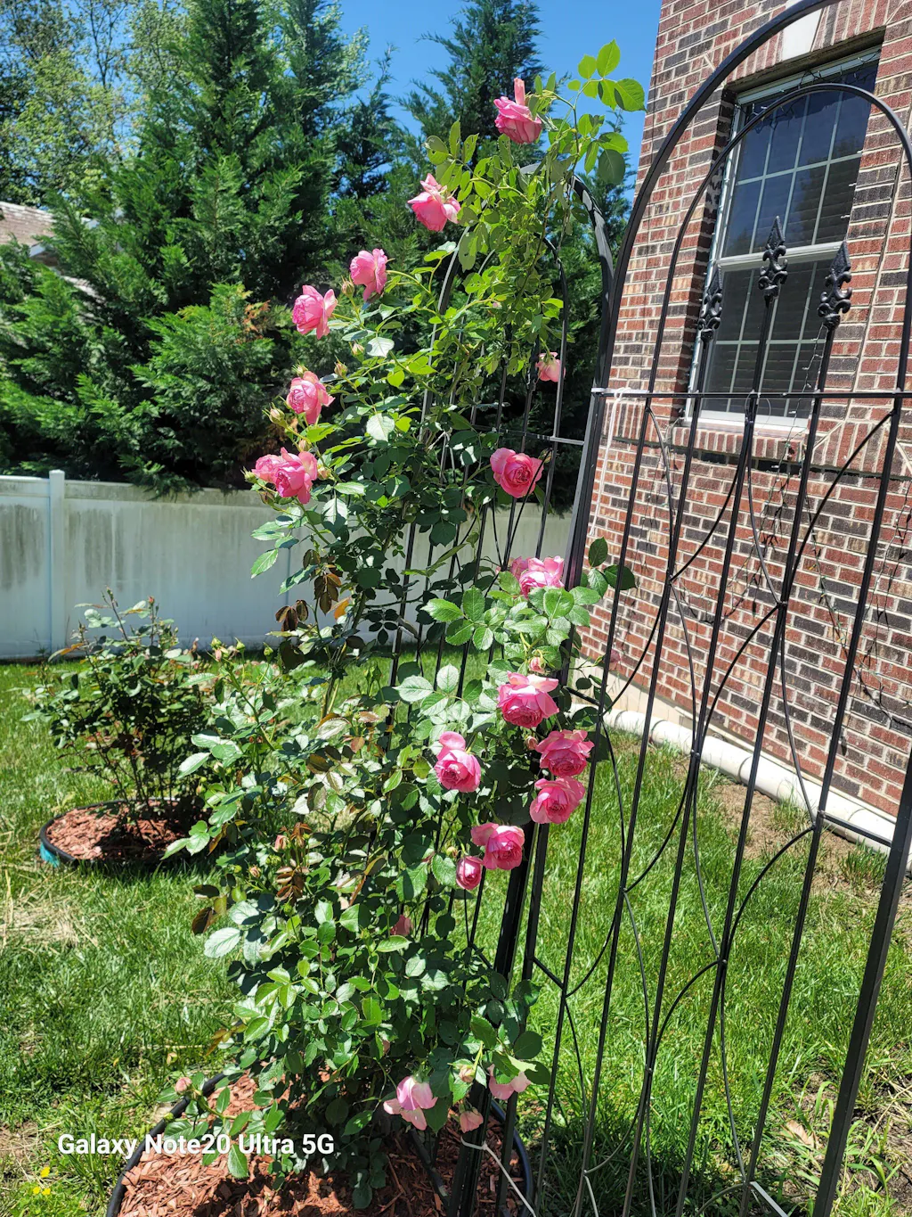Pretty in Pink Eden Climber Climbing Rose |Pink Rose Bush – Heirloom Roses