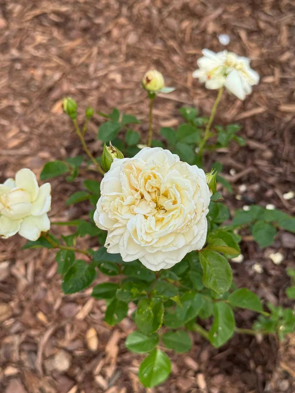 White Gold Shrub Rose | Fragrant Rose Bush – Heirloom