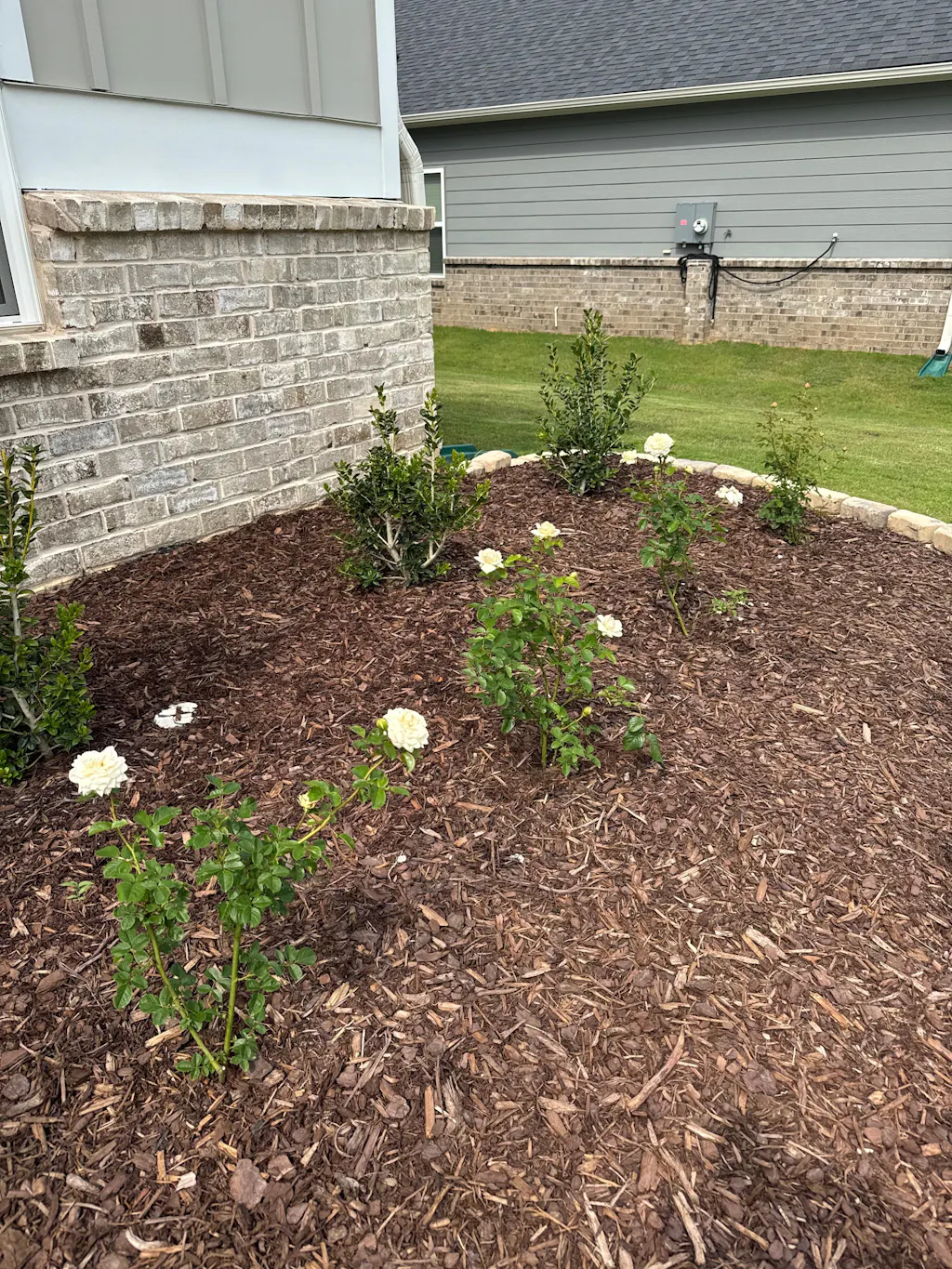 White Gold Shrub Rose | Fragrant Rose Bush – Heirloom