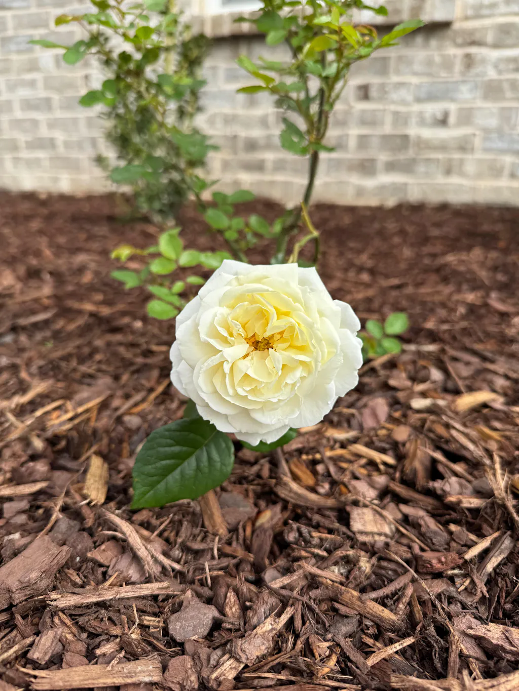 White Gold Shrub Rose | Fragrant Rose Bush – Heirloom