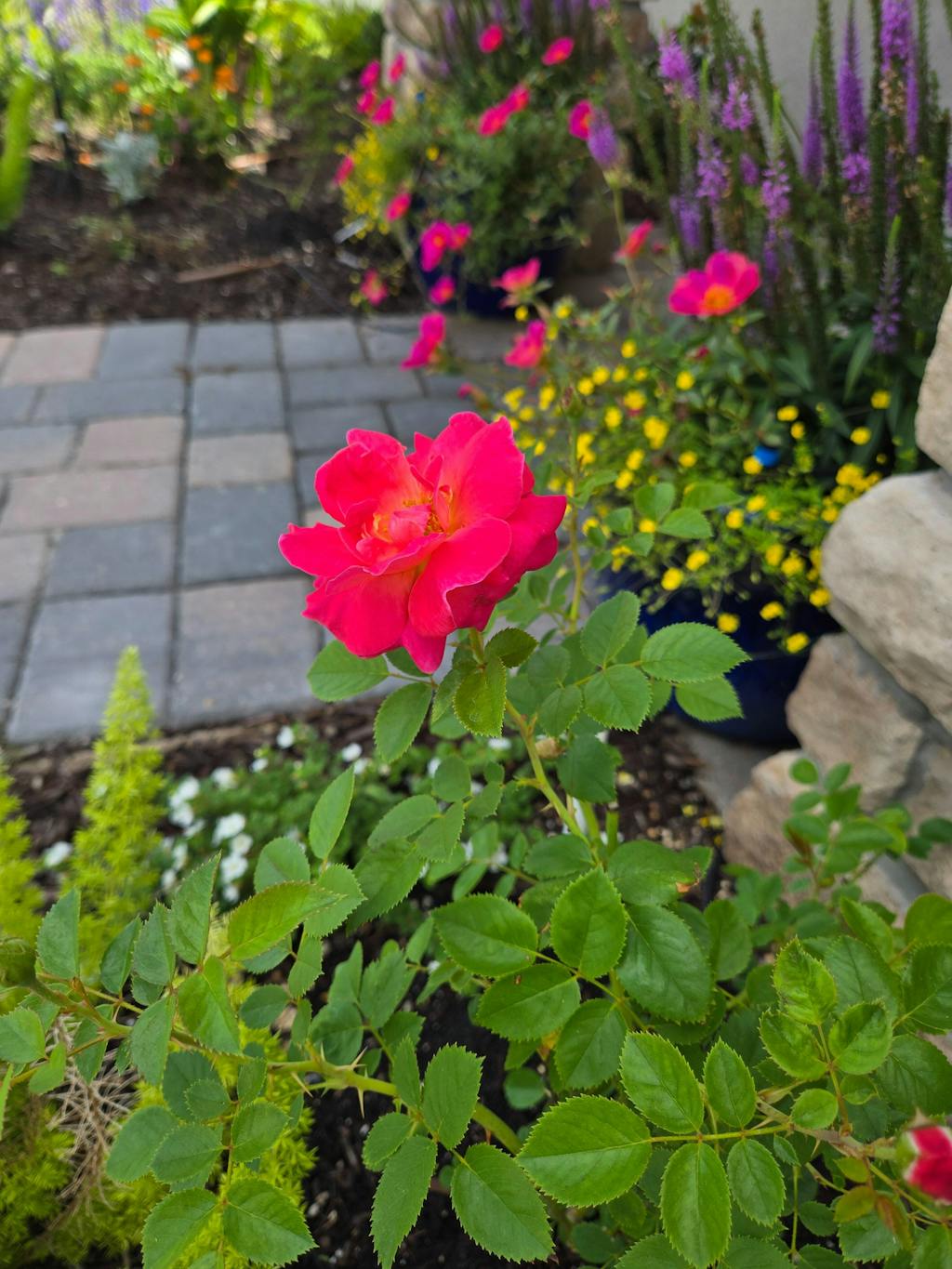Highwire Flyer Climbing Rose | Pink Rose Bush – Heirloom Roses
