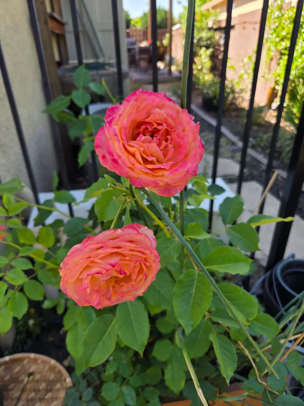 Sunbelt Crazy Love Grandiflora Rose | Orange Rose Plant – Heirloom
