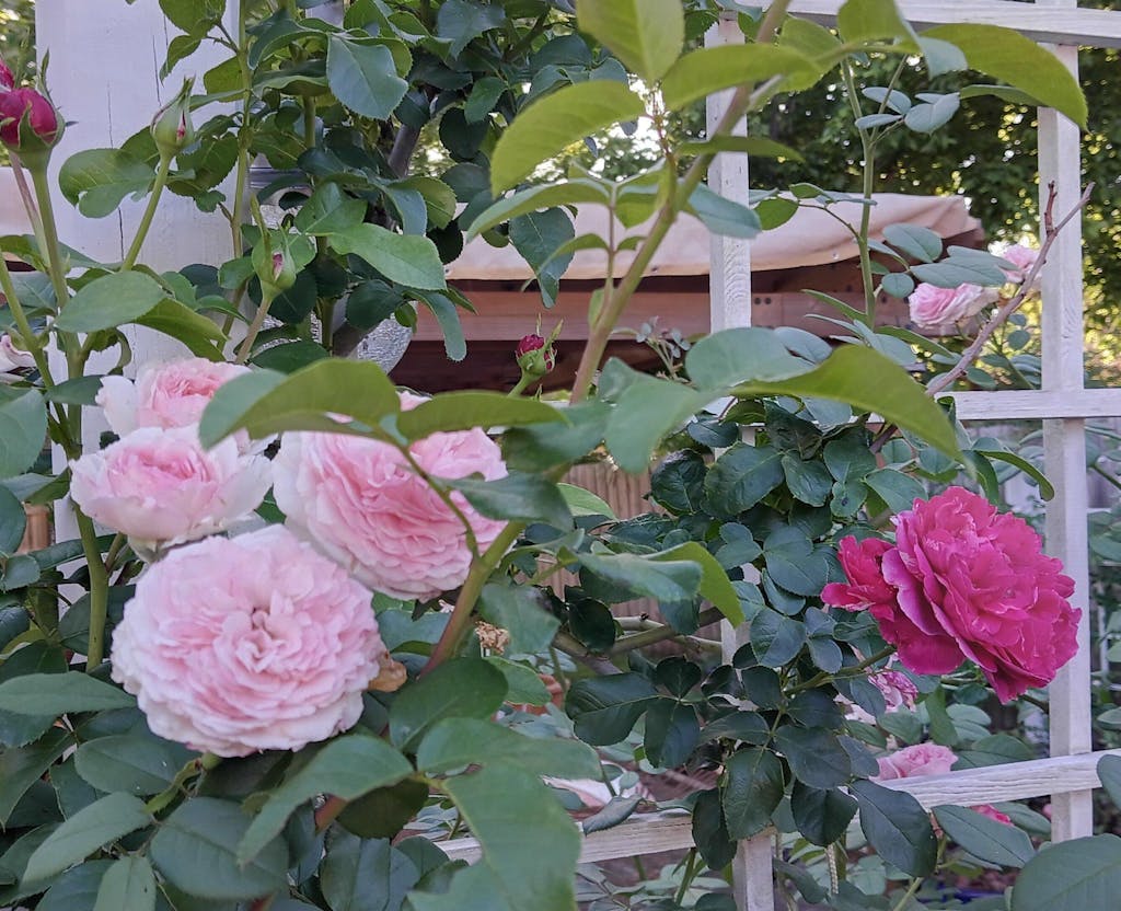 James Galway English Climbing Rose | Thornless David Austin Rose ...