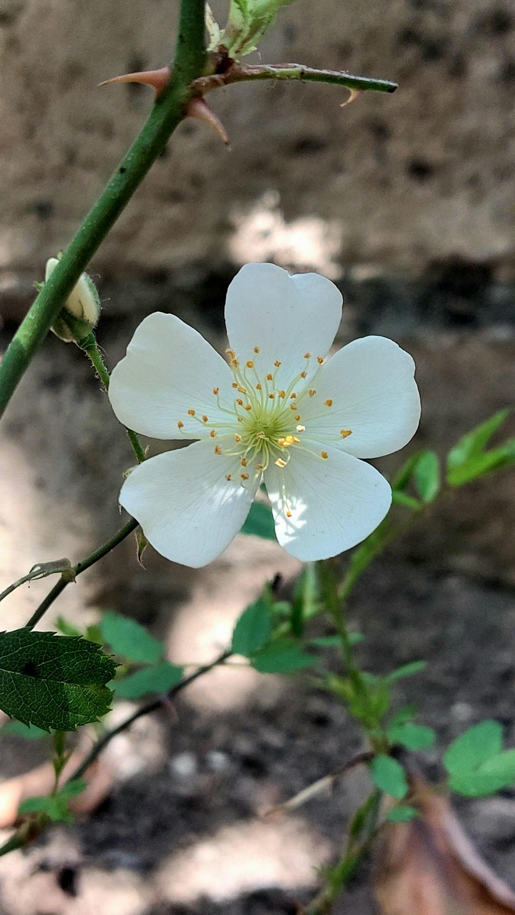 Darlow's Enigma Rambling Rose | Fragrant Rose Plant – Heirloom Roses
