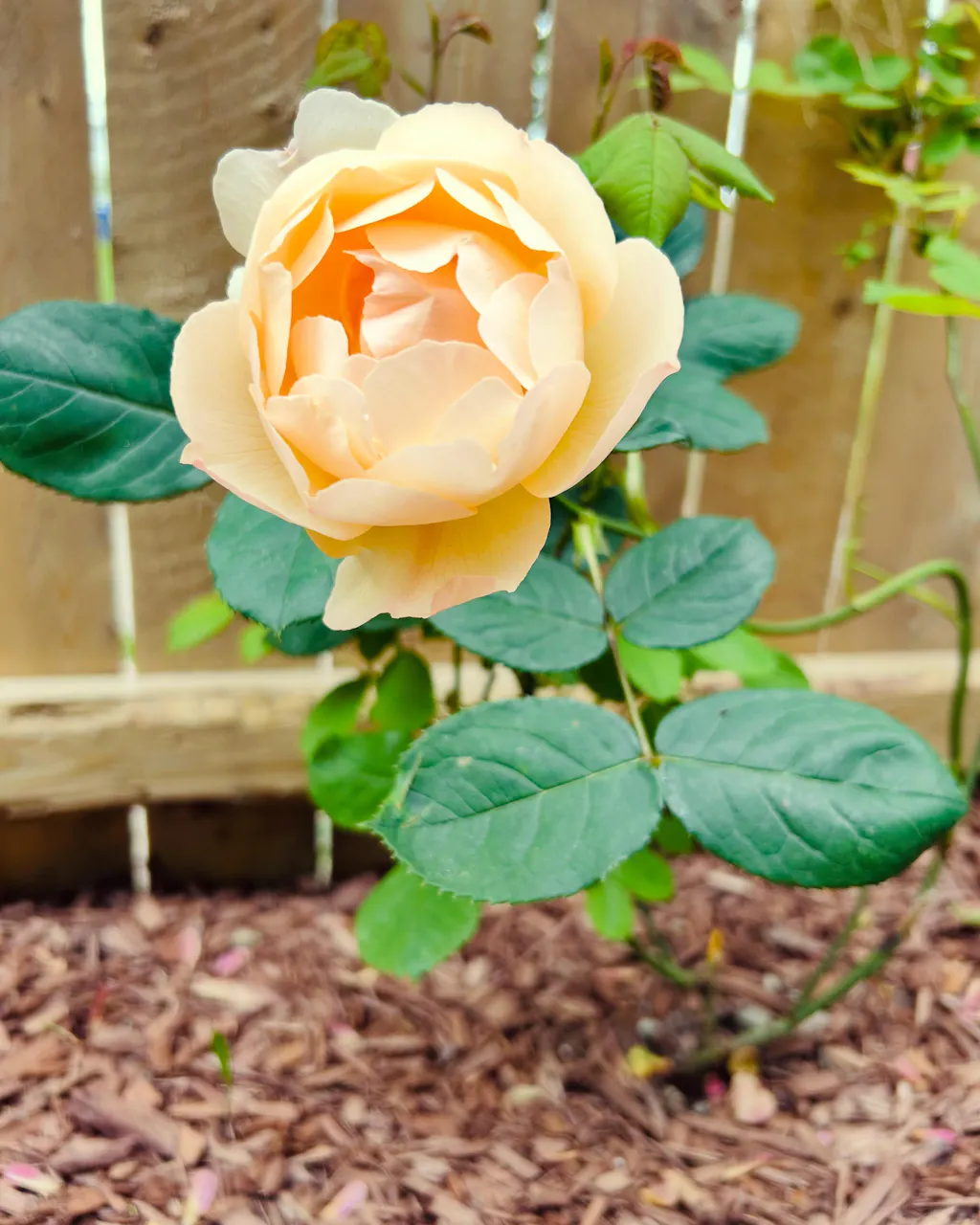 Wollerton Old Hall Rose - David Austin - Very Fragrant – Heirloom Roses