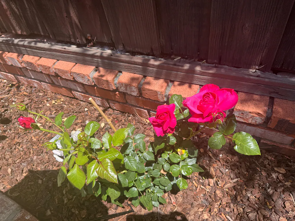 Lady Mitchell Hybrid Tea Rose | Fragrant Rose Plant – Heirloom Roses