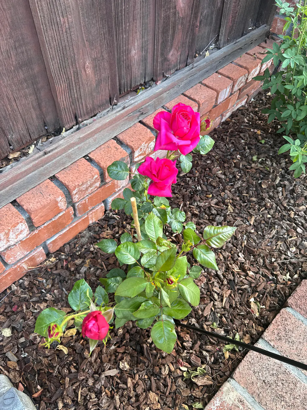 Lady Mitchell Hybrid Tea Rose | Fragrant Rose Plant – Heirloom Roses