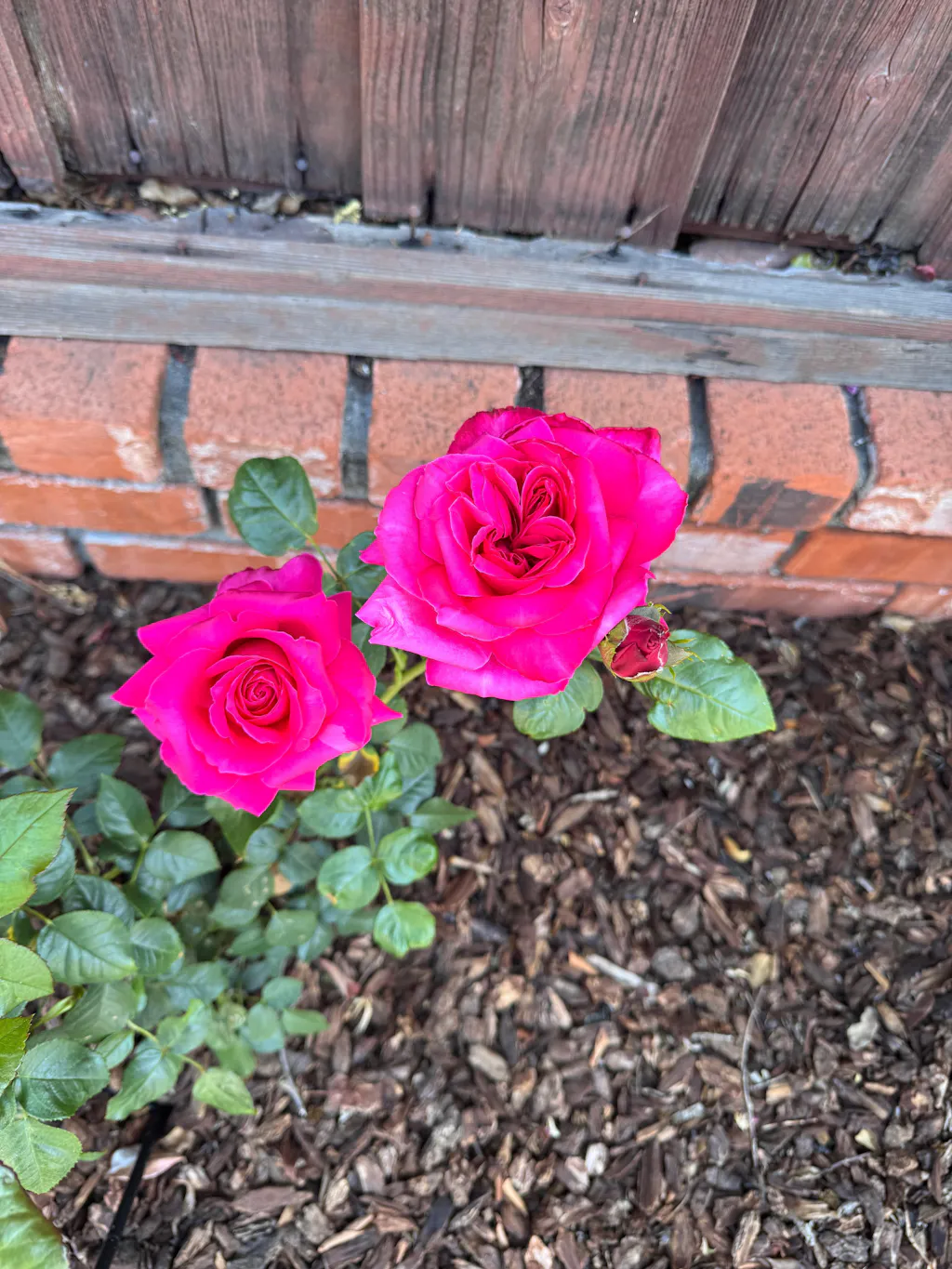 Lady Mitchell Hybrid Tea Rose | Fragrant Rose Plant – Heirloom Roses