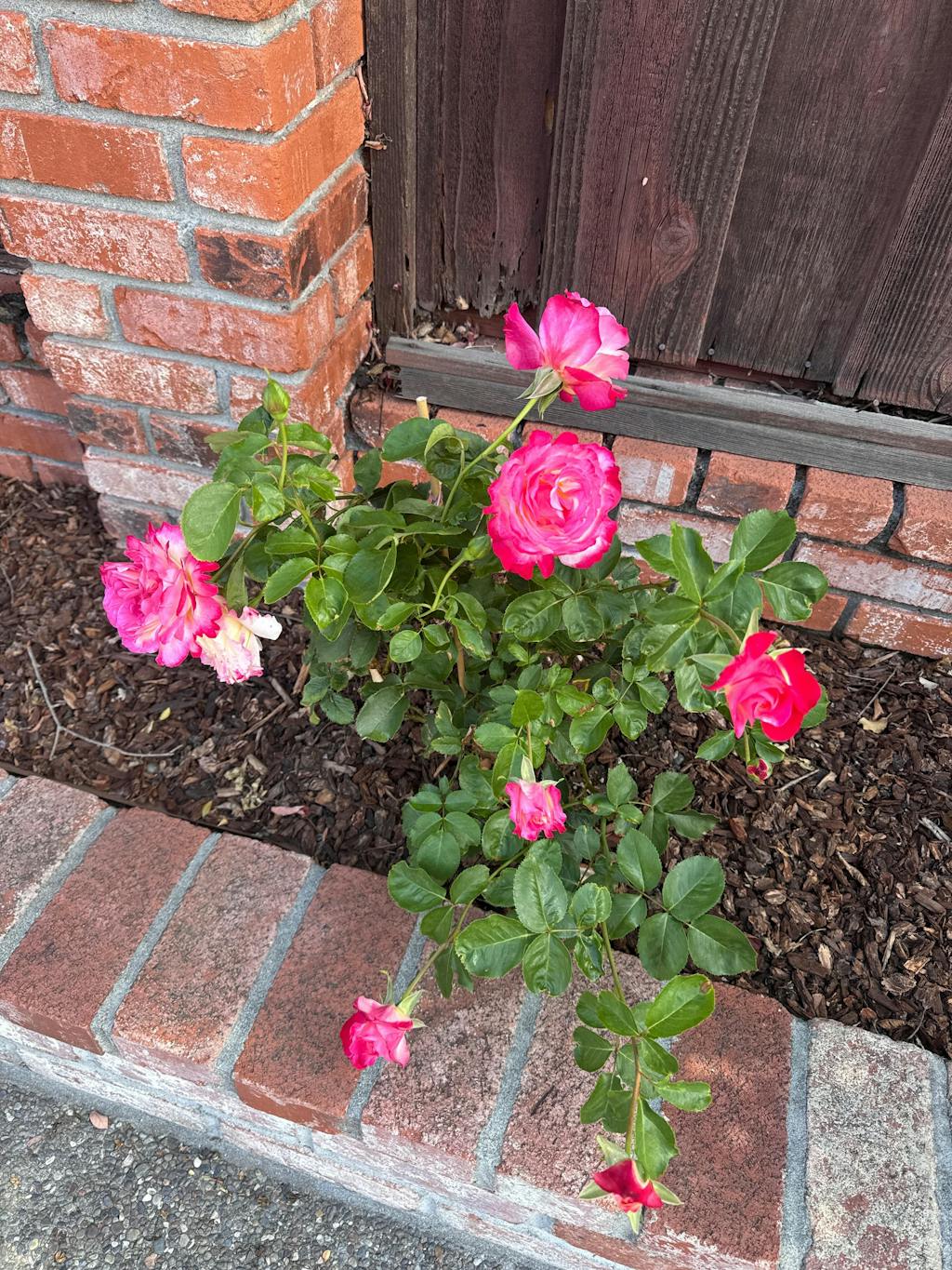 Double Delight Hybrid Tea Rose | Fragrant Rose Bush – Heirloom Roses