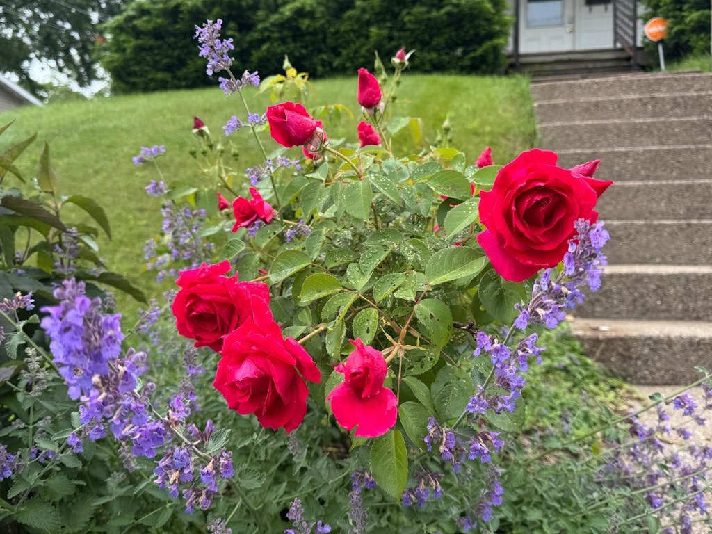 Griff's Red Hardy Rose | Fragrant Rose Plant – Heirloom Roses
