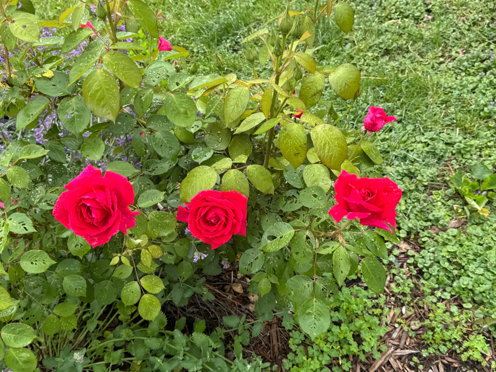 Griff's Red Hardy Rose | Fragrant Rose Plant – Heirloom